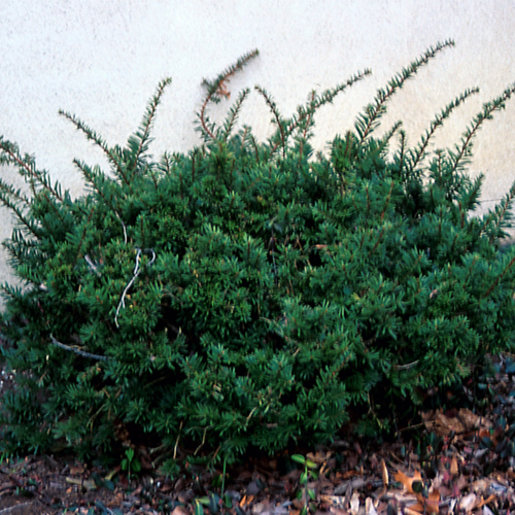 Taxus X Media Wardii Anglojap Yew | SiteOne