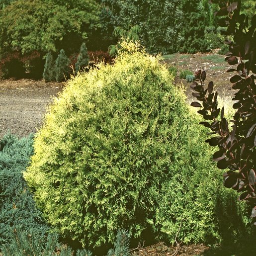 Thuja Occidentalis Rheingold Arborvitae | SiteOne