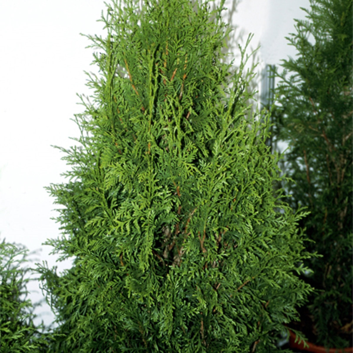 Thuja Plicata Emerald Cone Arborvitae | SiteOne