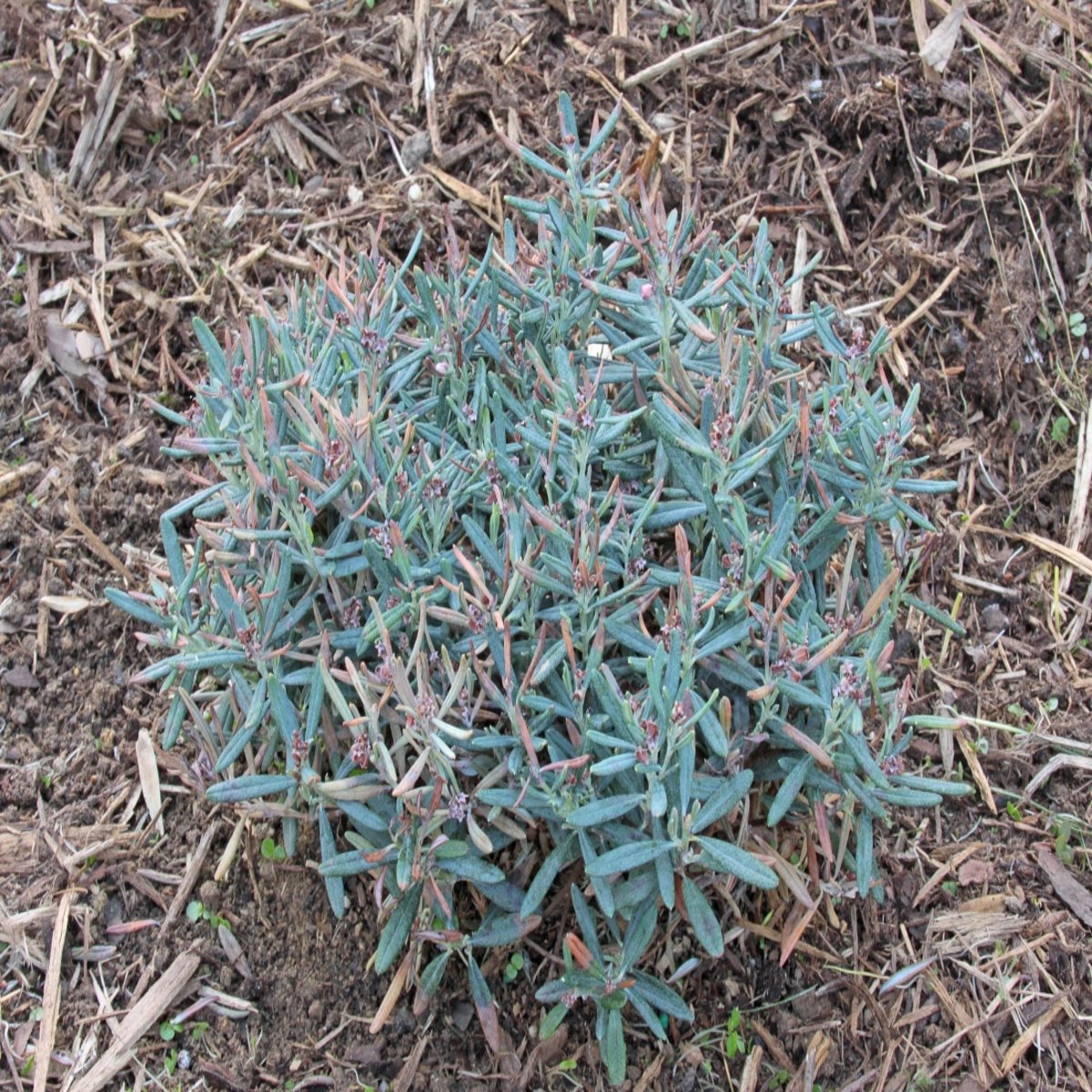 Andromeda Polifolia Blue Ice Bog Rosemary | SiteOne