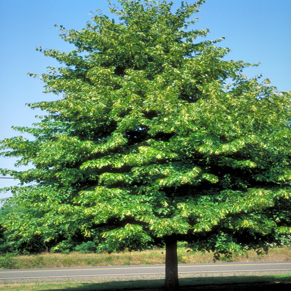 Tilia X Flavescens Glenleven Linden | SiteOne