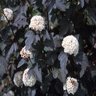 Physocarpus Opulifolius Diabolo Ninebark | SiteOne