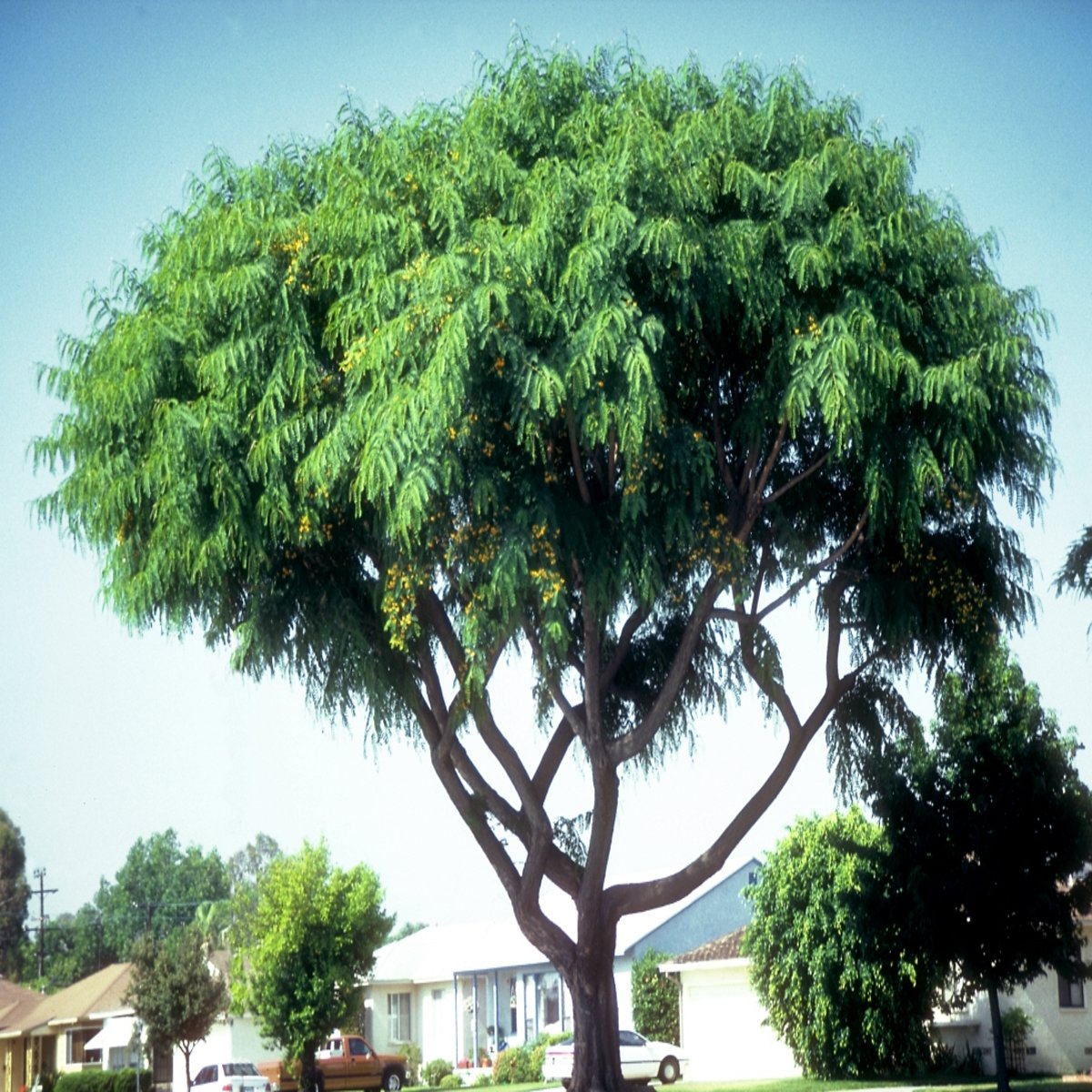 Tipuana Tipu Tipu Tree | SiteOne