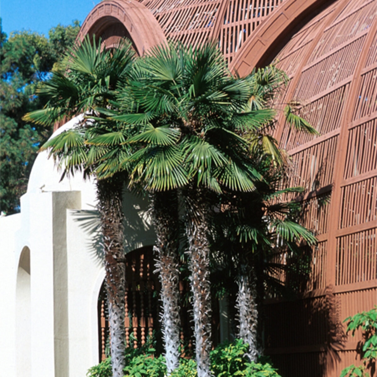 Trachycarpus Fortunei Chinese Windmill Palm | SiteOne