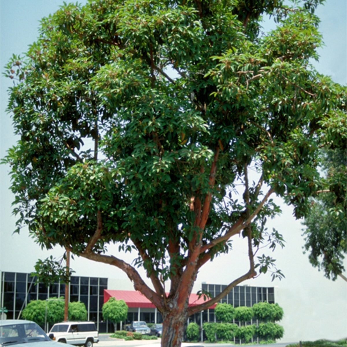 Tristania Conferta Brisbane Box | SiteOne