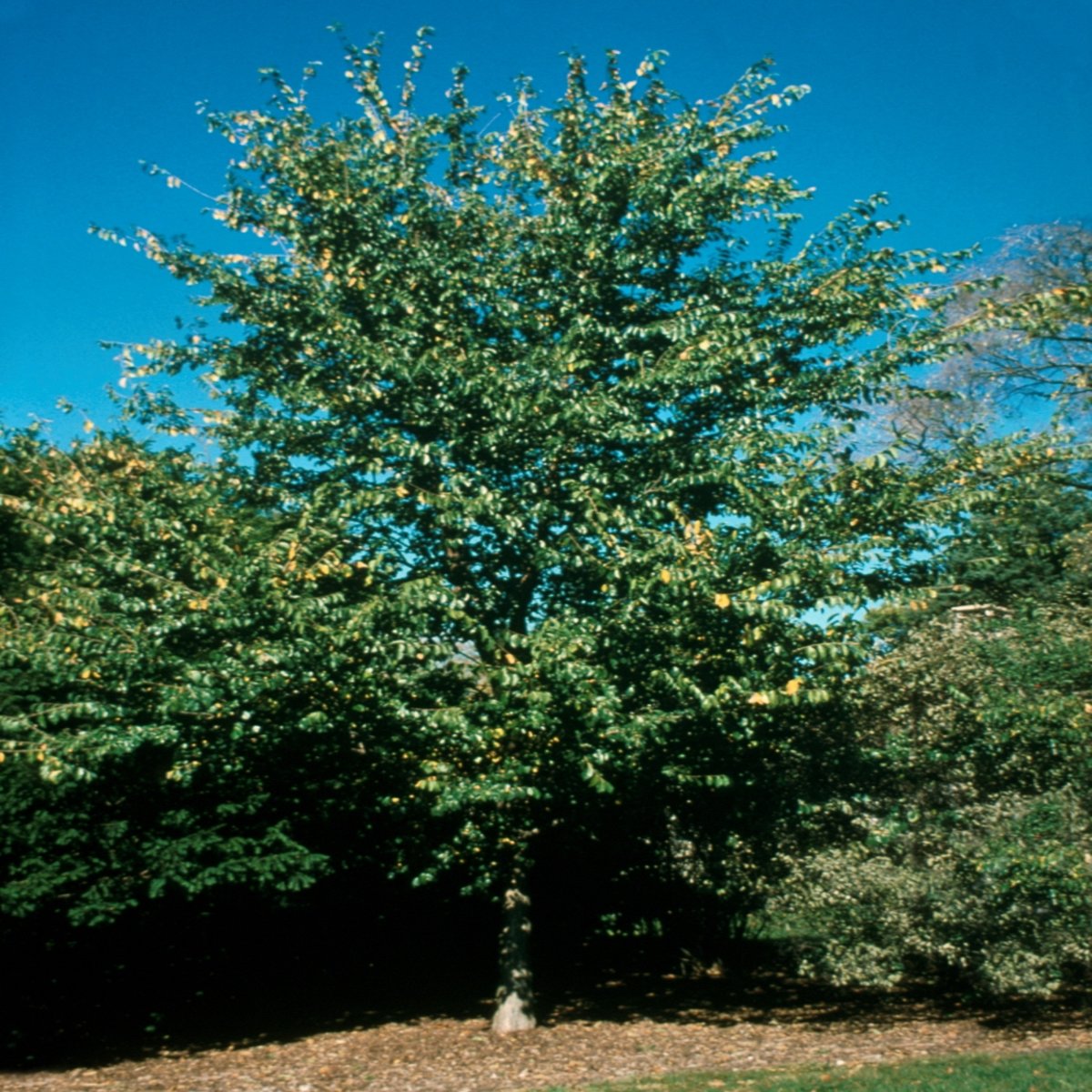 Ulmus X Morton Glossy Triumph Elm | SiteOne