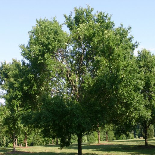 Ulmus Parvifolia Dynasty Chinese Elm | SiteOne