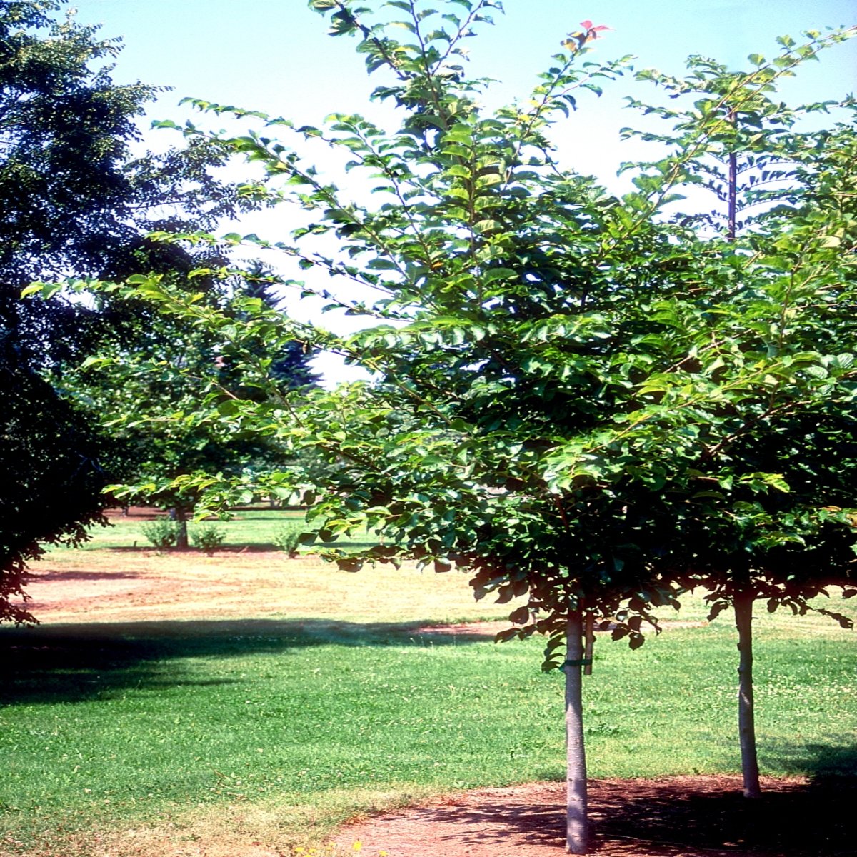 Ulmus Wilsoniana Prospector Elm | SiteOne