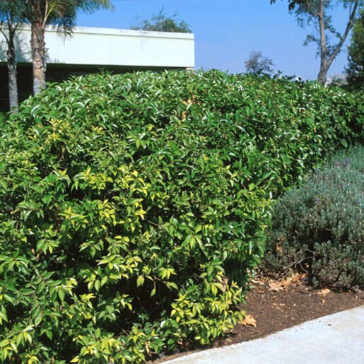 Xylosma Congestum Shiny Xylosma | SiteOne