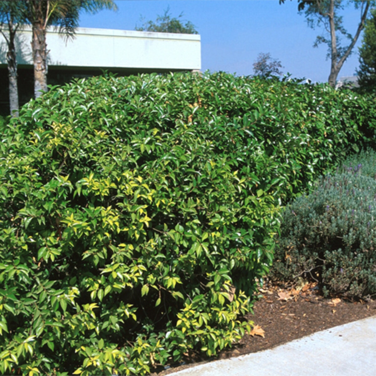 Xylosma Congestum Shiny Xylosma | SiteOne