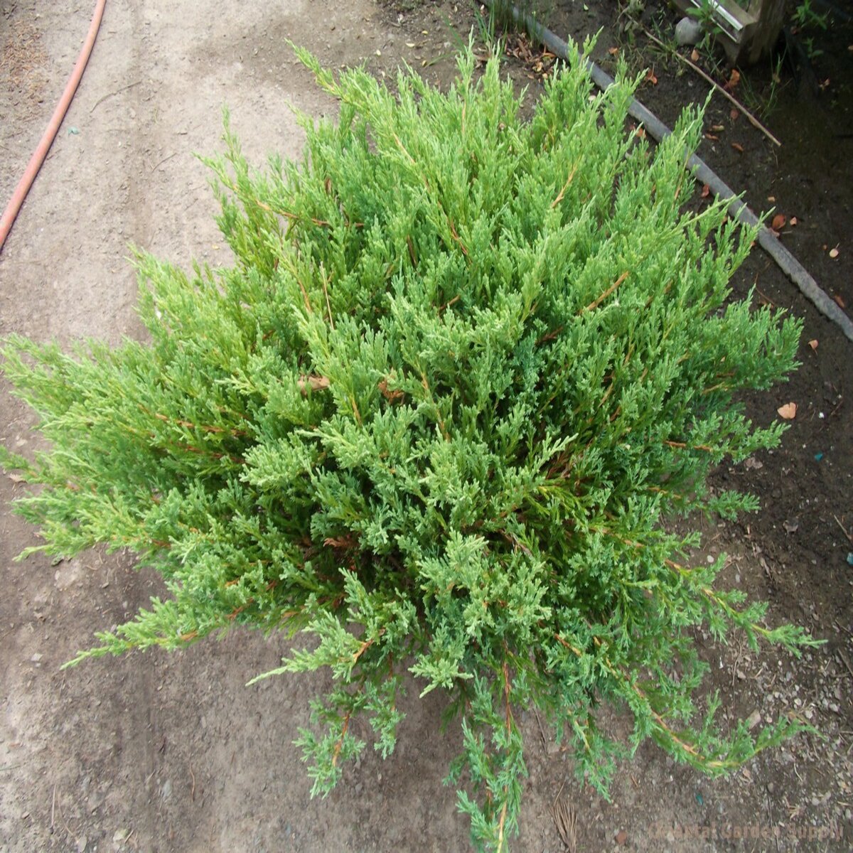 Juniperus Horizontalis Youngstown Creeping Juniper | SiteOne