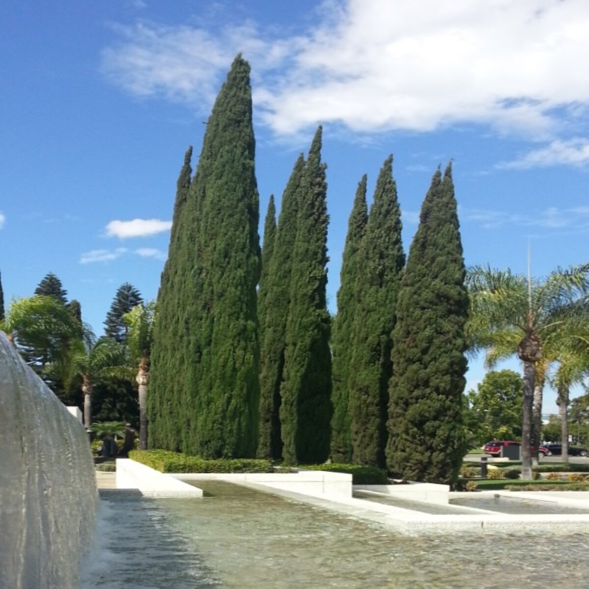 Cupressus Sempervirens Glauca Blue Italian Cypress | SiteOne