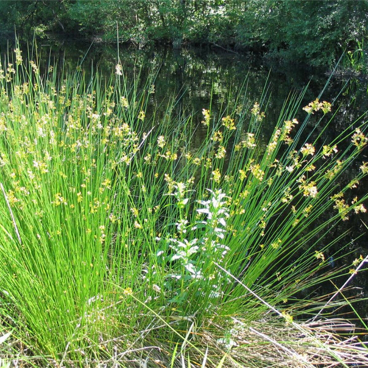 Juncus Effusus Soft Rush | SiteOne