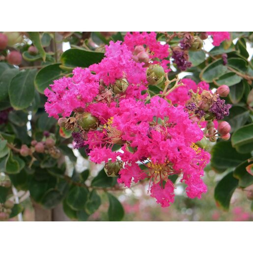Lagerstroemia Indica Cherokee Crape Myrtle | SiteOne