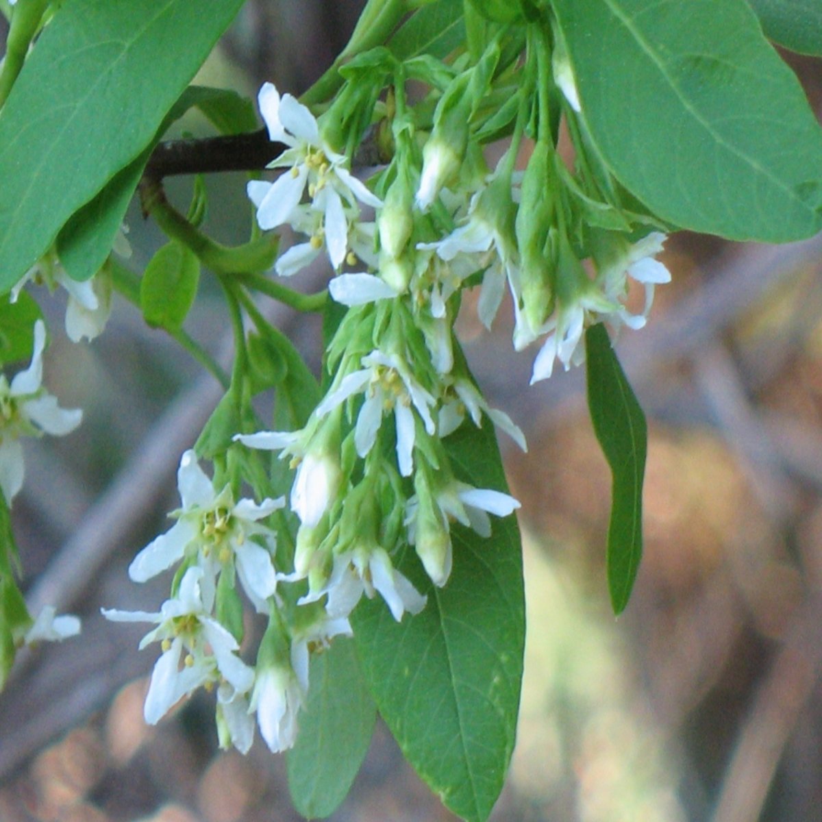 Oemleria Cerasiformis Osoberry | SiteOne