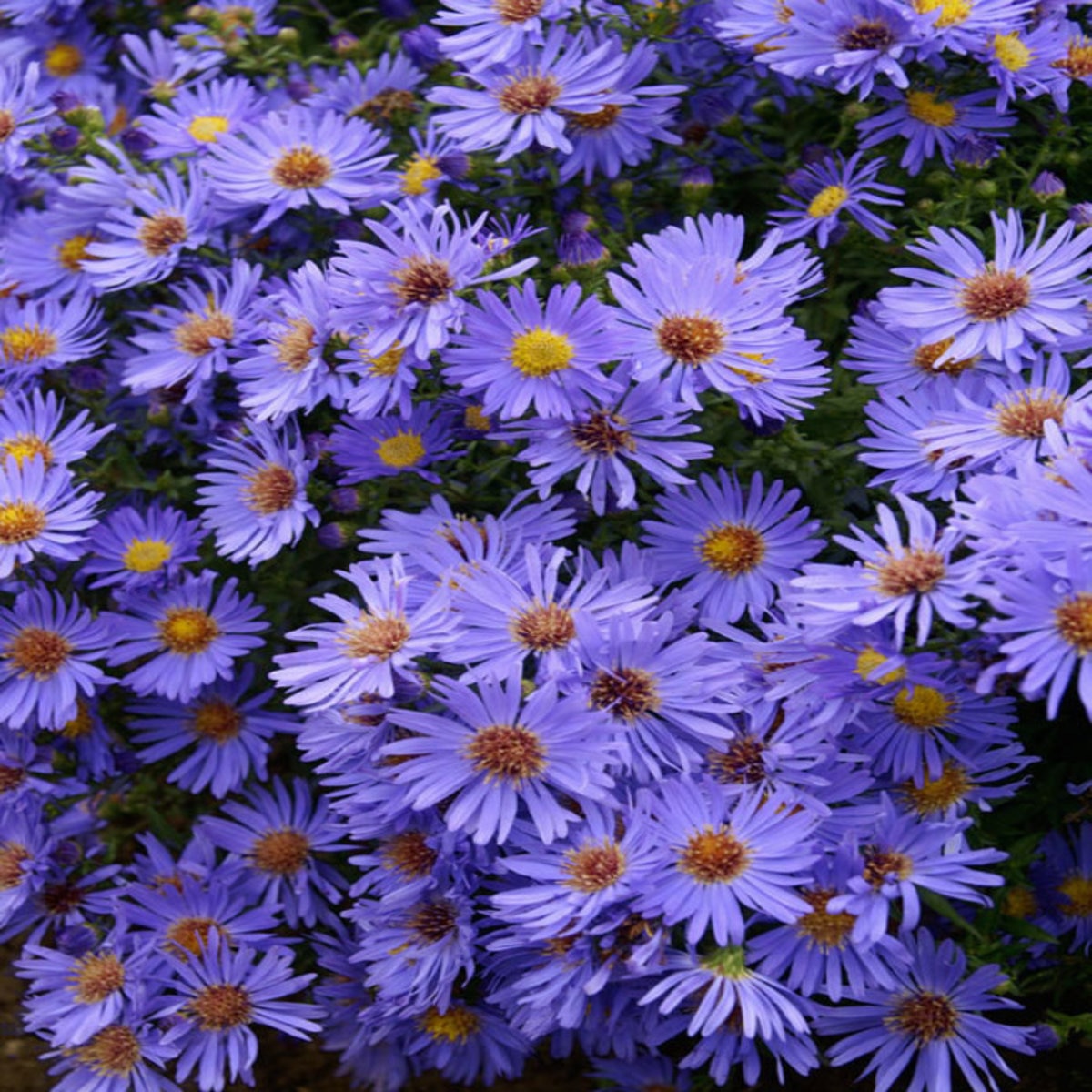 Aster X Woods Blue Aster | SiteOne