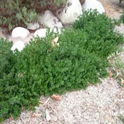 Carissa Macrocarpa Tuttle Dwarf Natal Plum | SiteOne