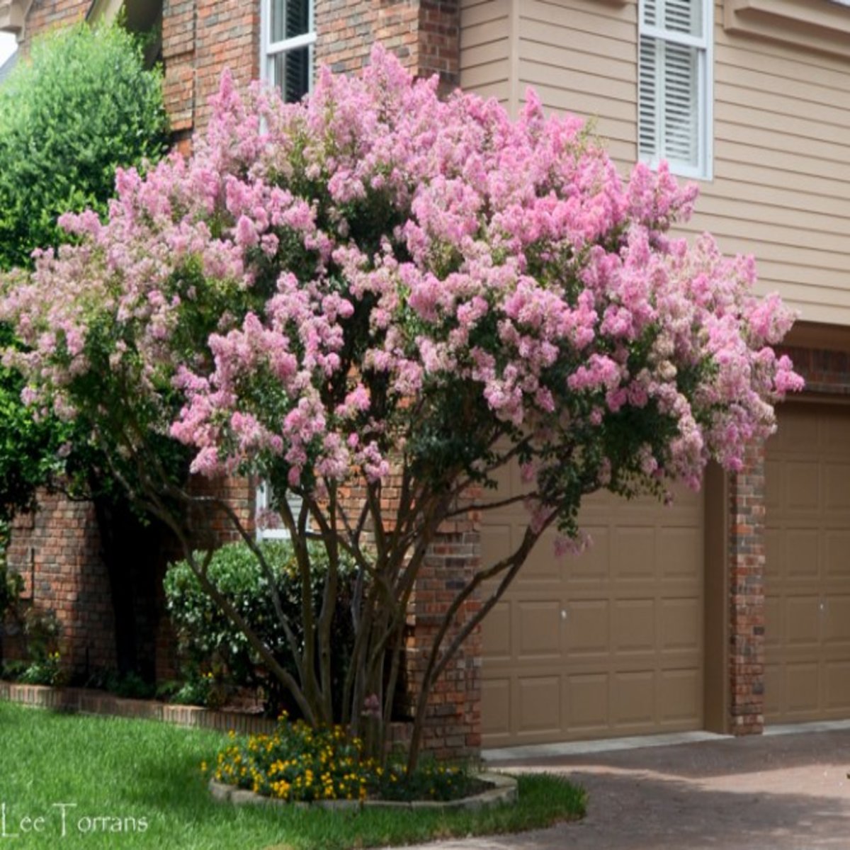 Lagerstroemia Indica Potomac Crape Myrtle | SiteOne