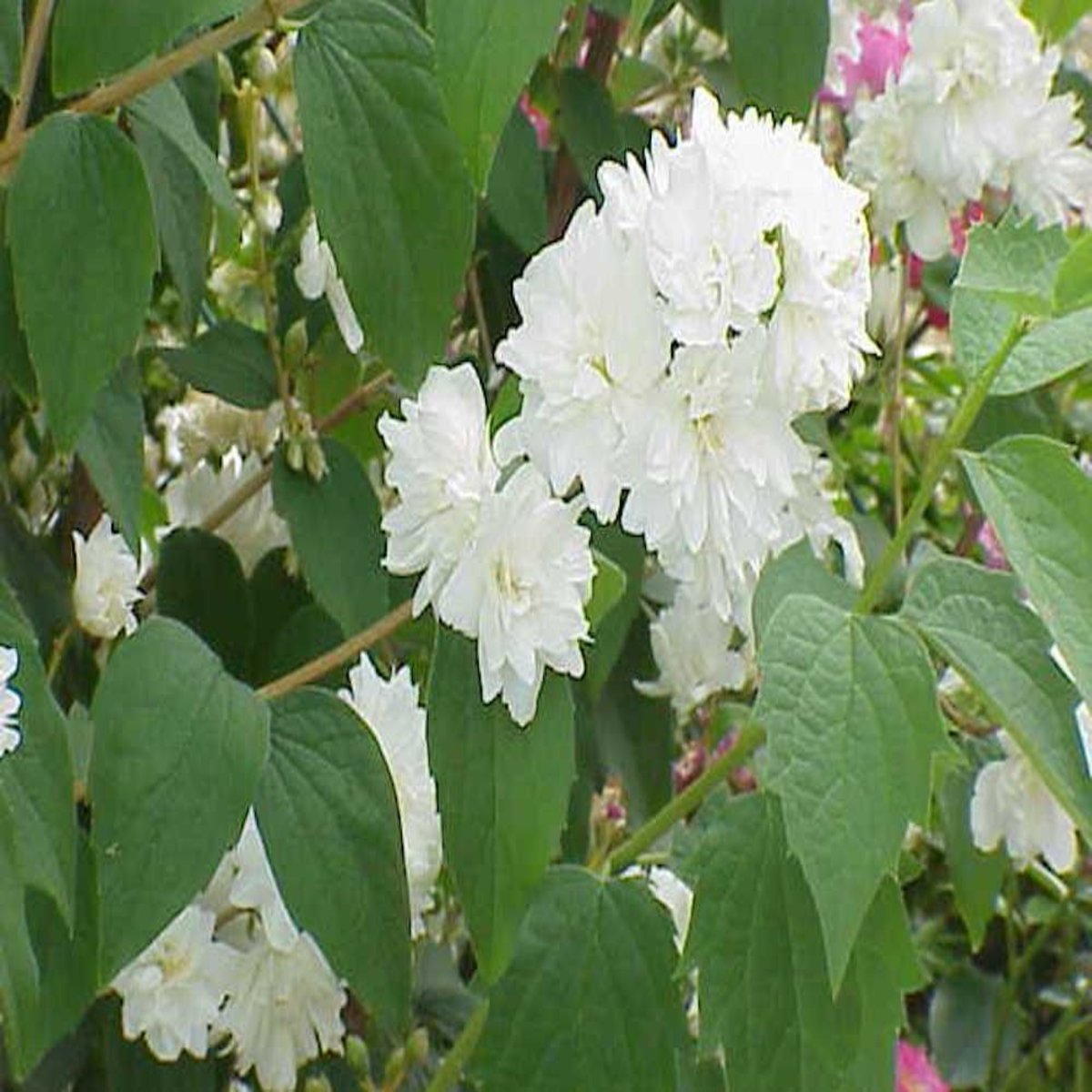 Philadelphus X Virginalis Mock Orange | SiteOne