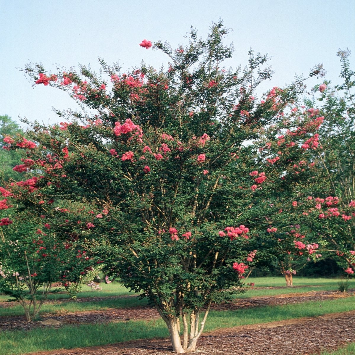 Lagerstroemia Indica X Fauriei Tuscarora Crape Myrtle | SiteOne