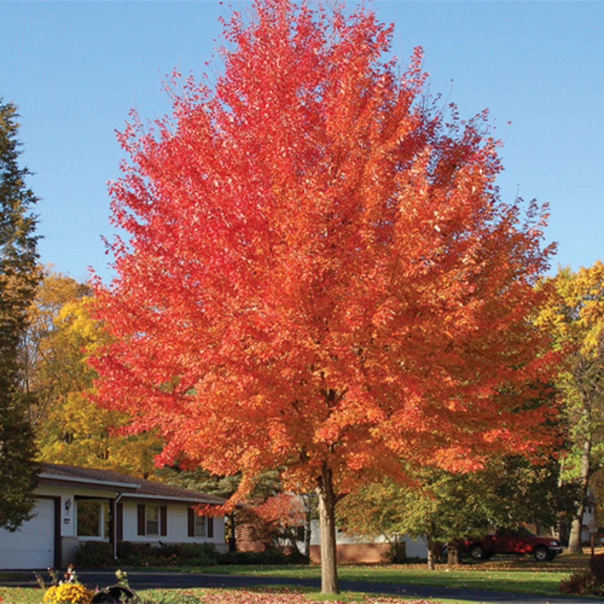 Acer X Freemanii Autumn Fantasy Red Maple | SiteOne