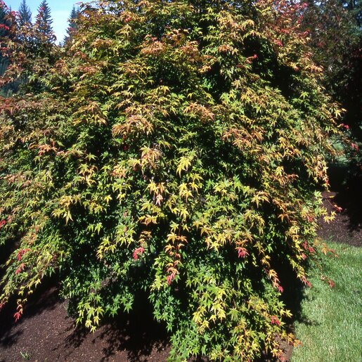 Acer Palmatum Shin Deshojo Japanese Maple | SiteOne