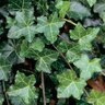 Hedera Helix Thorndale English Ivy | SiteOne