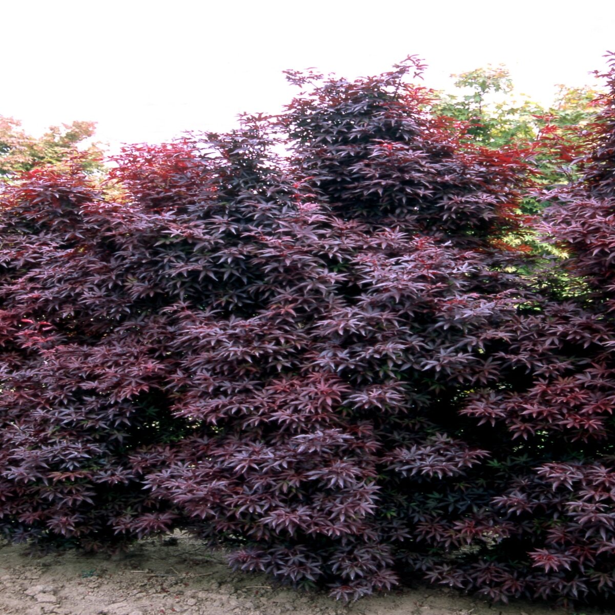 Acer Palmatum Twombly's Red Sentinel Japanese Maple | SiteOne