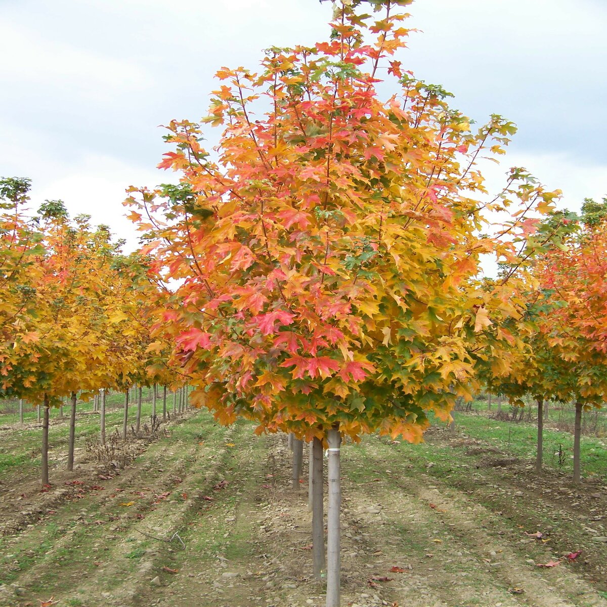 Acer Saccharum Fall Fiesta Sugar Maple | SiteOne