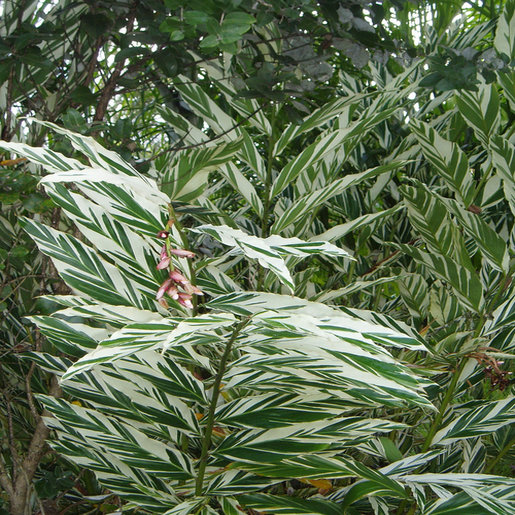 Alpinia Sanderae Variegated Ginger | SiteOne