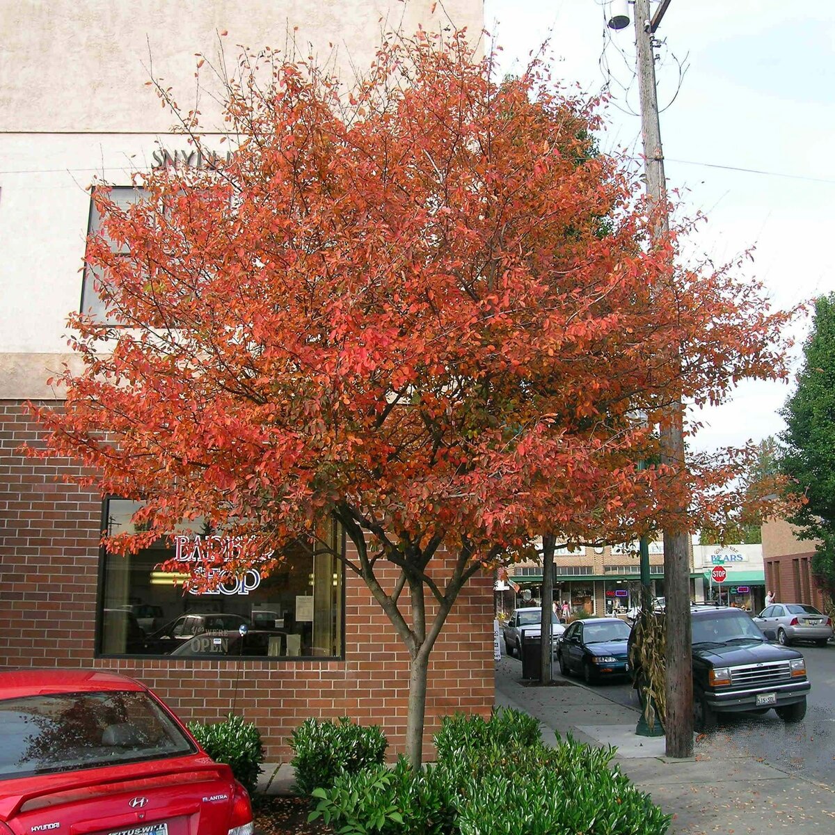 Amelanchier Canadensis Rainbow Pillar Serviceberry | SiteOne