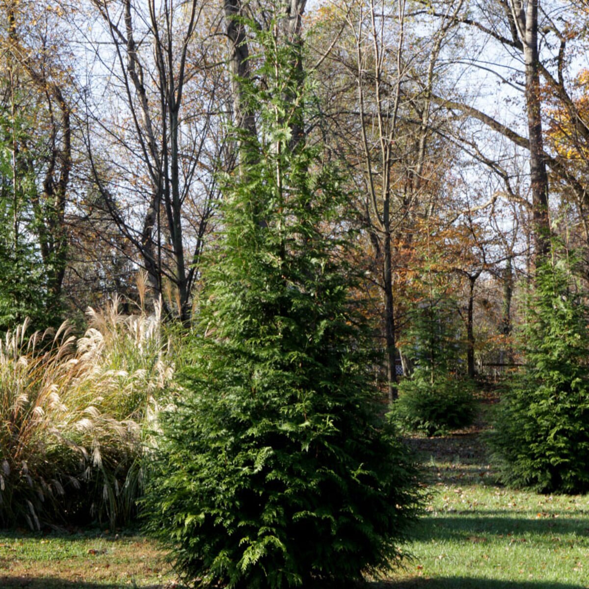 Thuja Standish X Plicata Green Giant Arborvitae | SiteOne