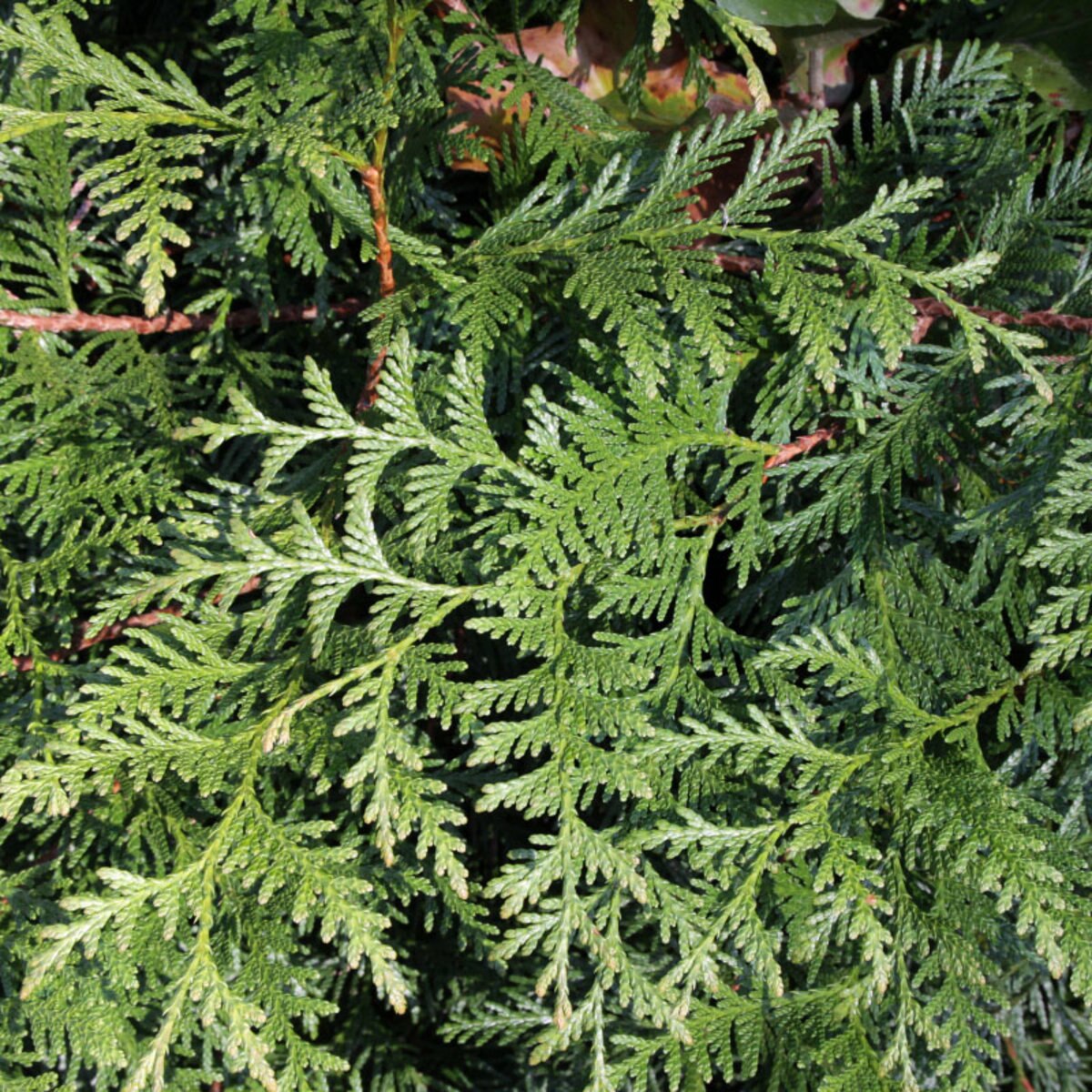 Thuja Standish X Plicata Green Giant Arborvitae | SiteOne