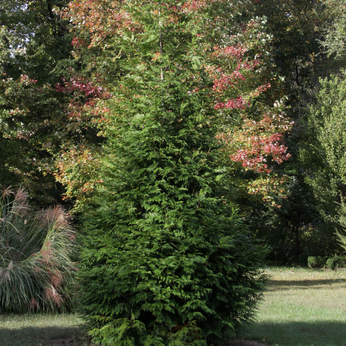 Thuja Standish X Plicata Green Giant Arborvitae | SiteOne