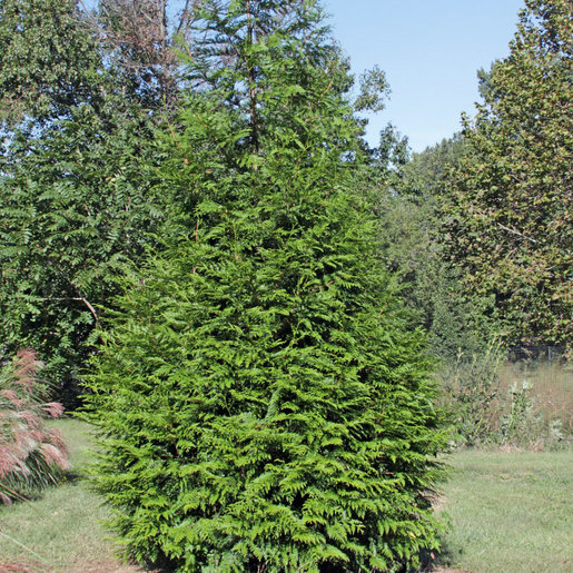 Thuja Standish X Plicata Green Giant Arborvitae | SiteOne