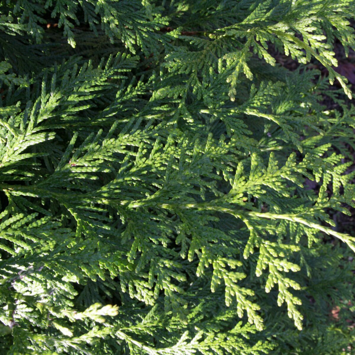 Thuja Standish X Plicata Green Giant Arborvitae | SiteOne