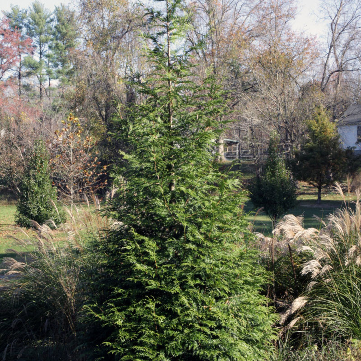 Thuja Standish X Plicata Green Giant Arborvitae | SiteOne