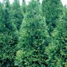 Thuja Standish X Plicata Green Giant Arborvitae | SiteOne
