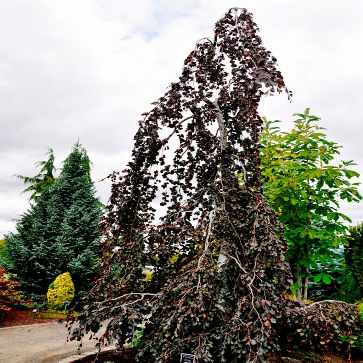 Fagus Sylvatica Purple Fountain Weeping Beech | SiteOne