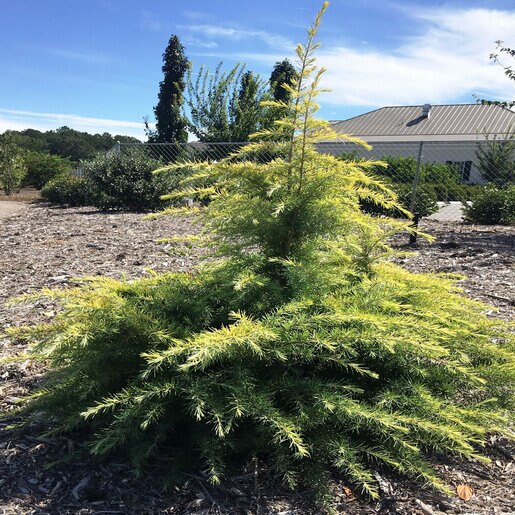 Cedrus Deodara Pattie Faye Deodar Cedar | SiteOne