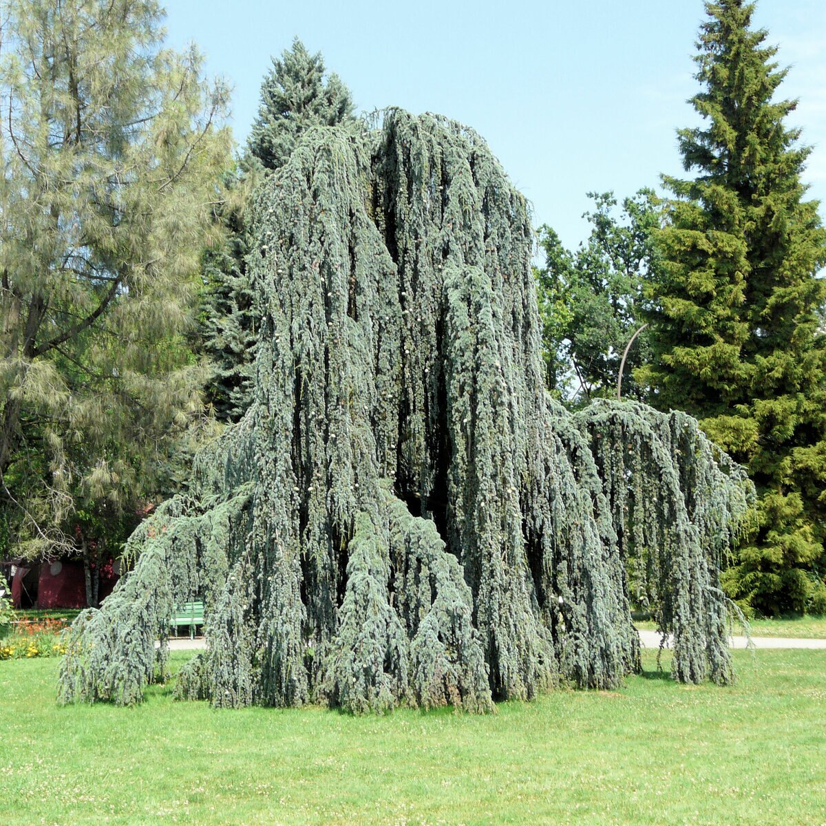 Cedrus Libani Pendula Weeping Lebanon Cedar | SiteOne