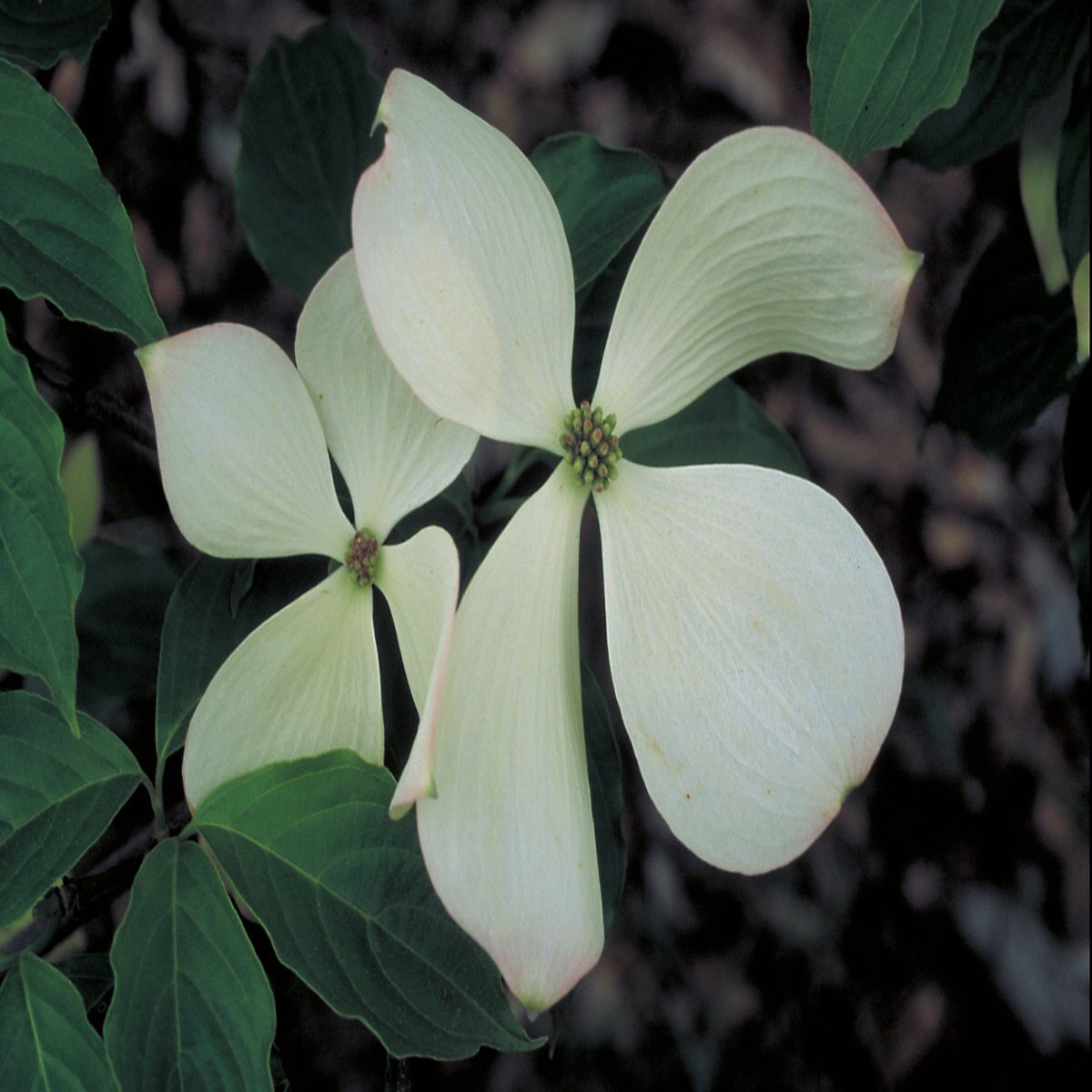 Cornus X Rutgersensis Stellar Constellation Dogwood | SiteOne