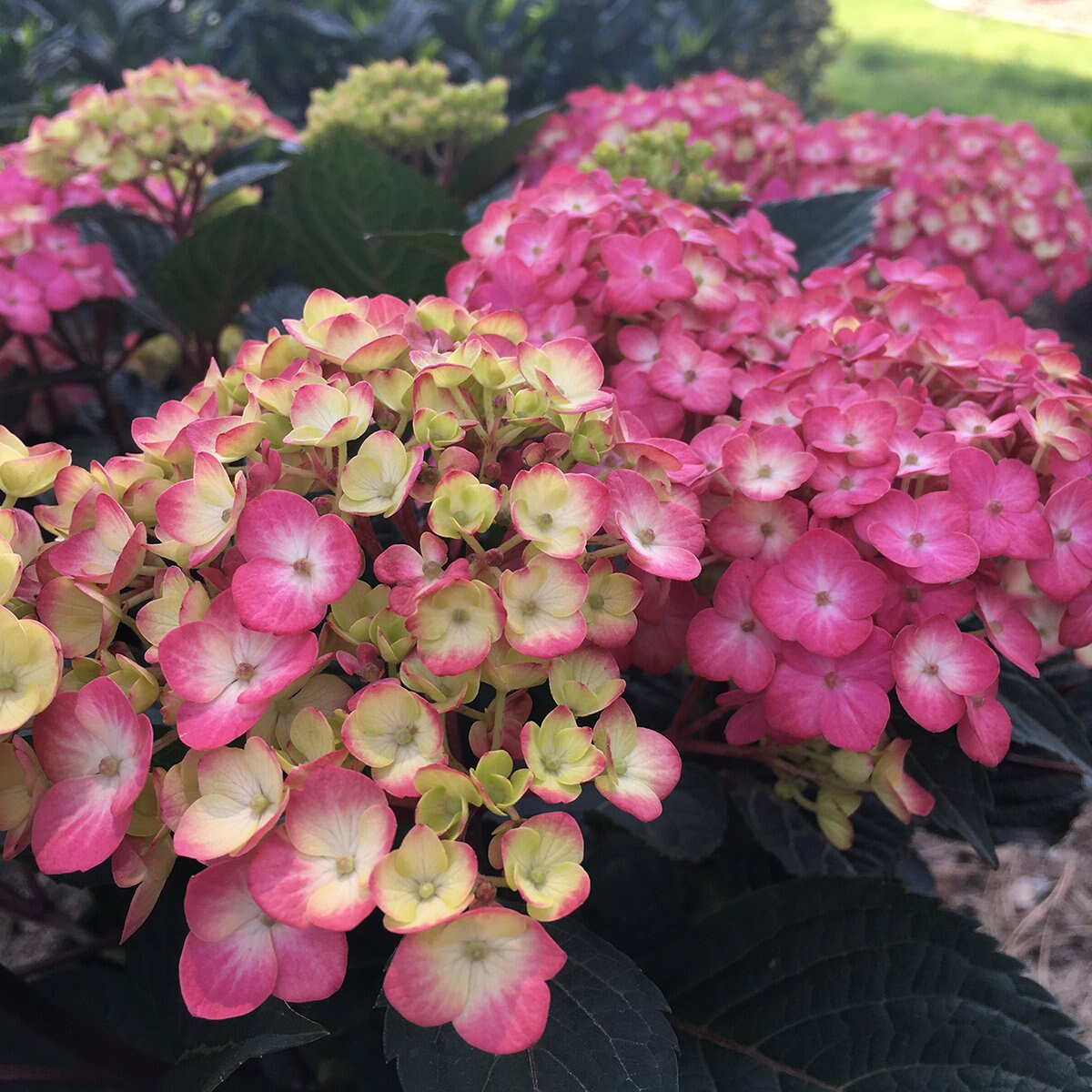 Hydrangea Macrophylla After Midnight Big Leaf Hydrangea | SiteOne
