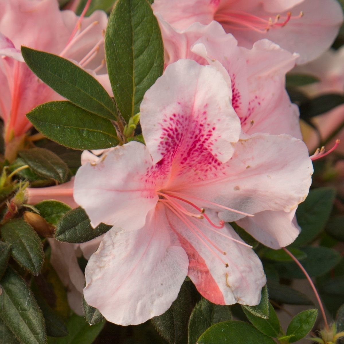 Rhododendron X Robled Autumn Chiffon Encore Azalea | SiteOne