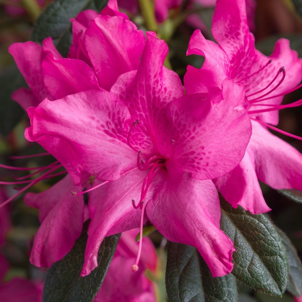 Rhododendron X Autumn Sundance Encore Azalea | SiteOne