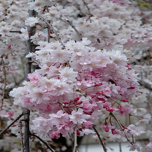 Prunus Pendula Plena Rosea