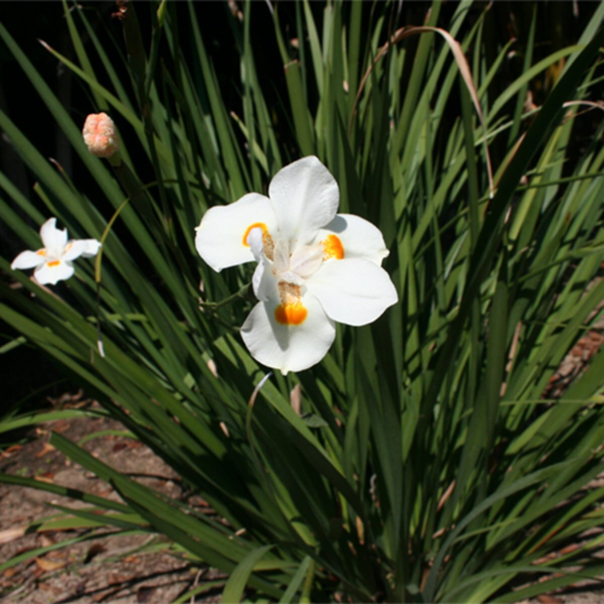 Dietes Iridiodes Orange Crop Fortnight Lily | SiteOne