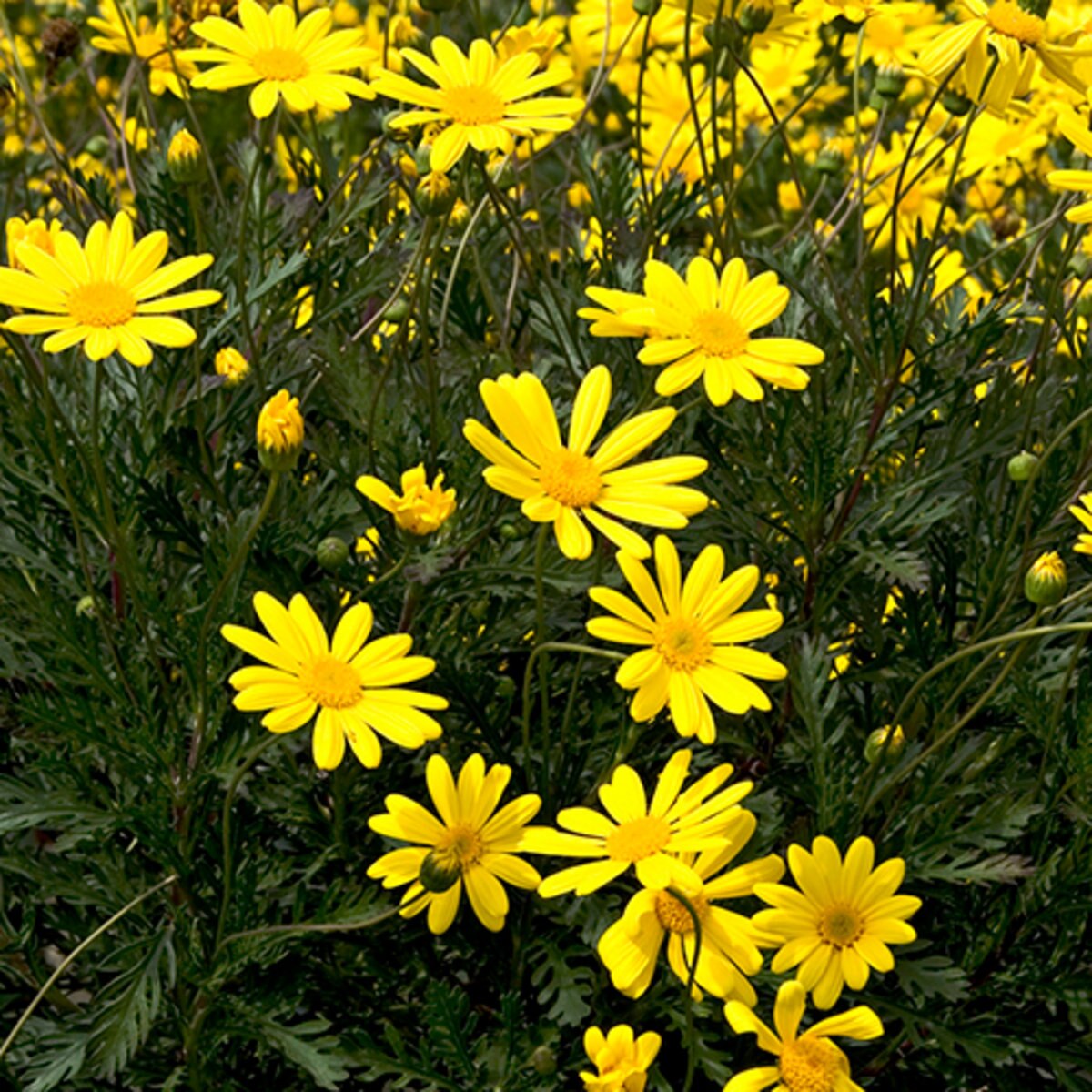 Euryops Pectinatus Viridis Golden Shrub Daisy | SiteOne
