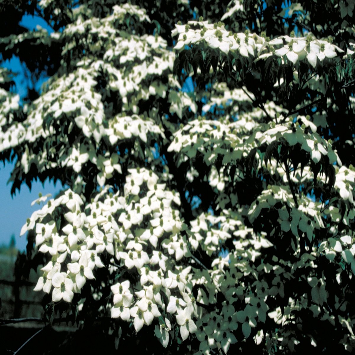 Cornus Kousa National Chinese Dogwood | SiteOne