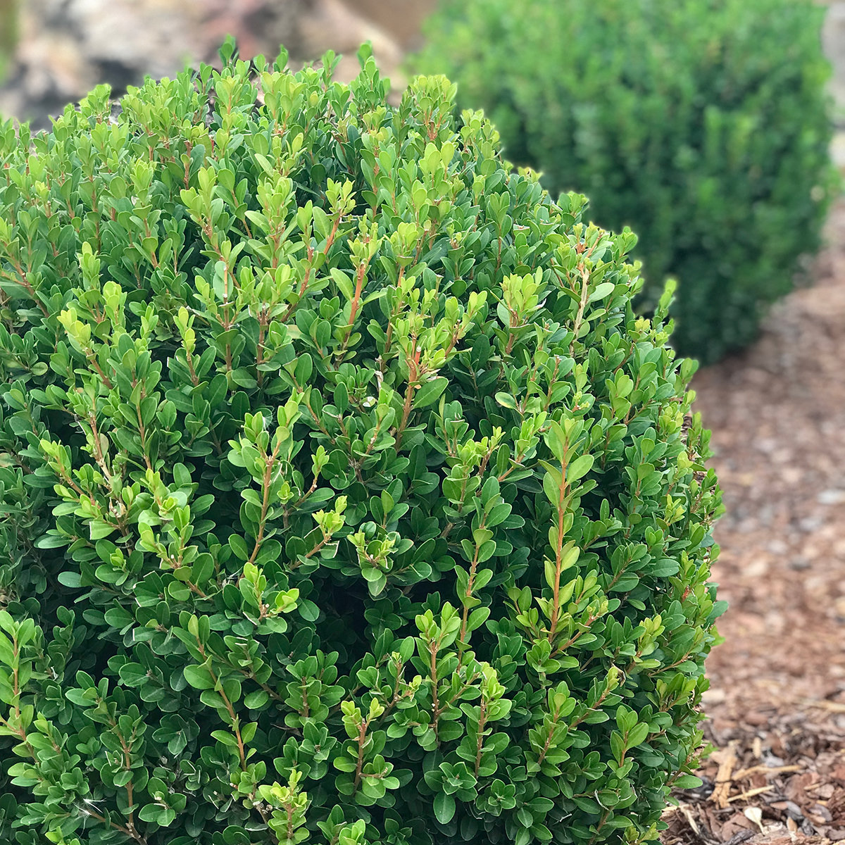 Buxus Microphylla var. Japonica Baby Gem Boxwood | SiteOne